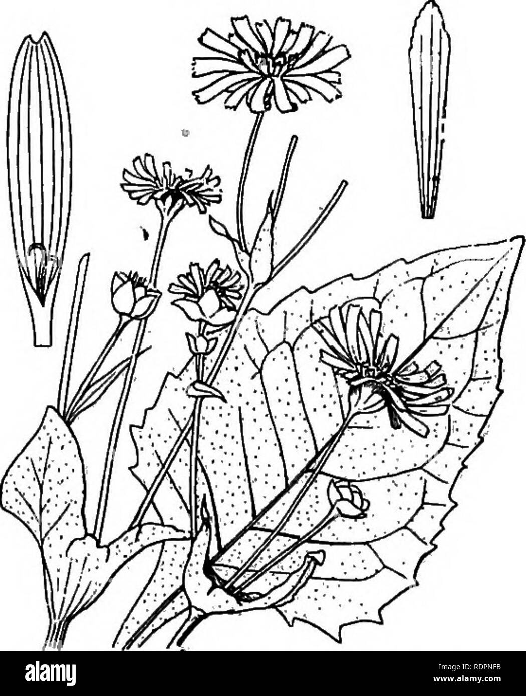 Spud book Cut Out Stock Images & Pictures - Alamy