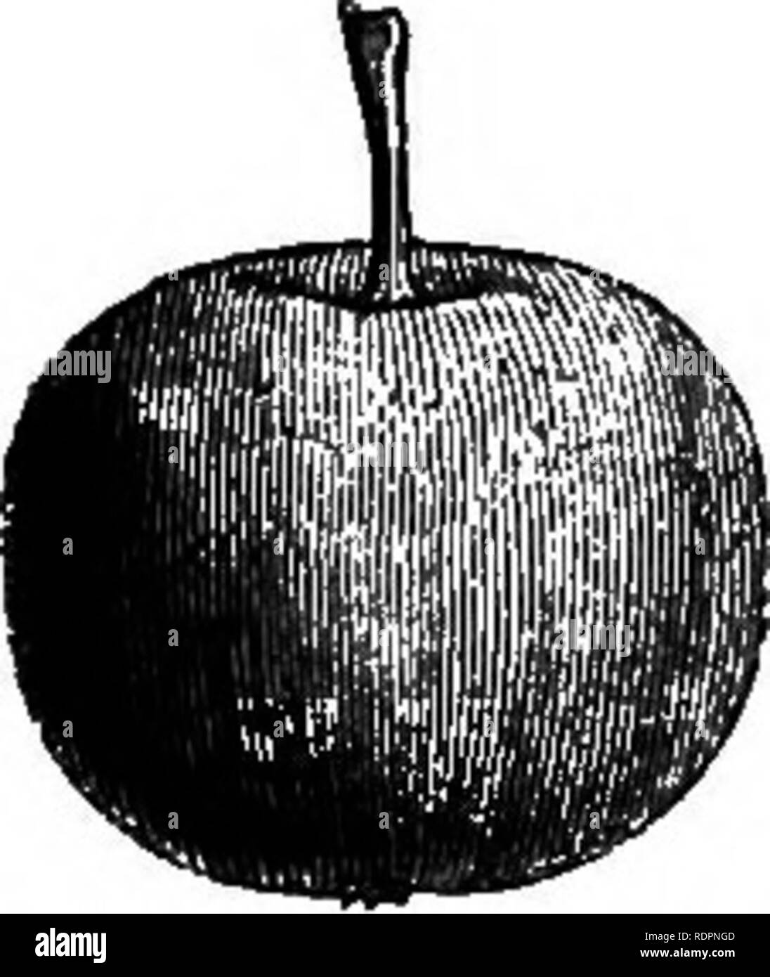 Small red apples in Black and White Stock Photos & Images - Alamy