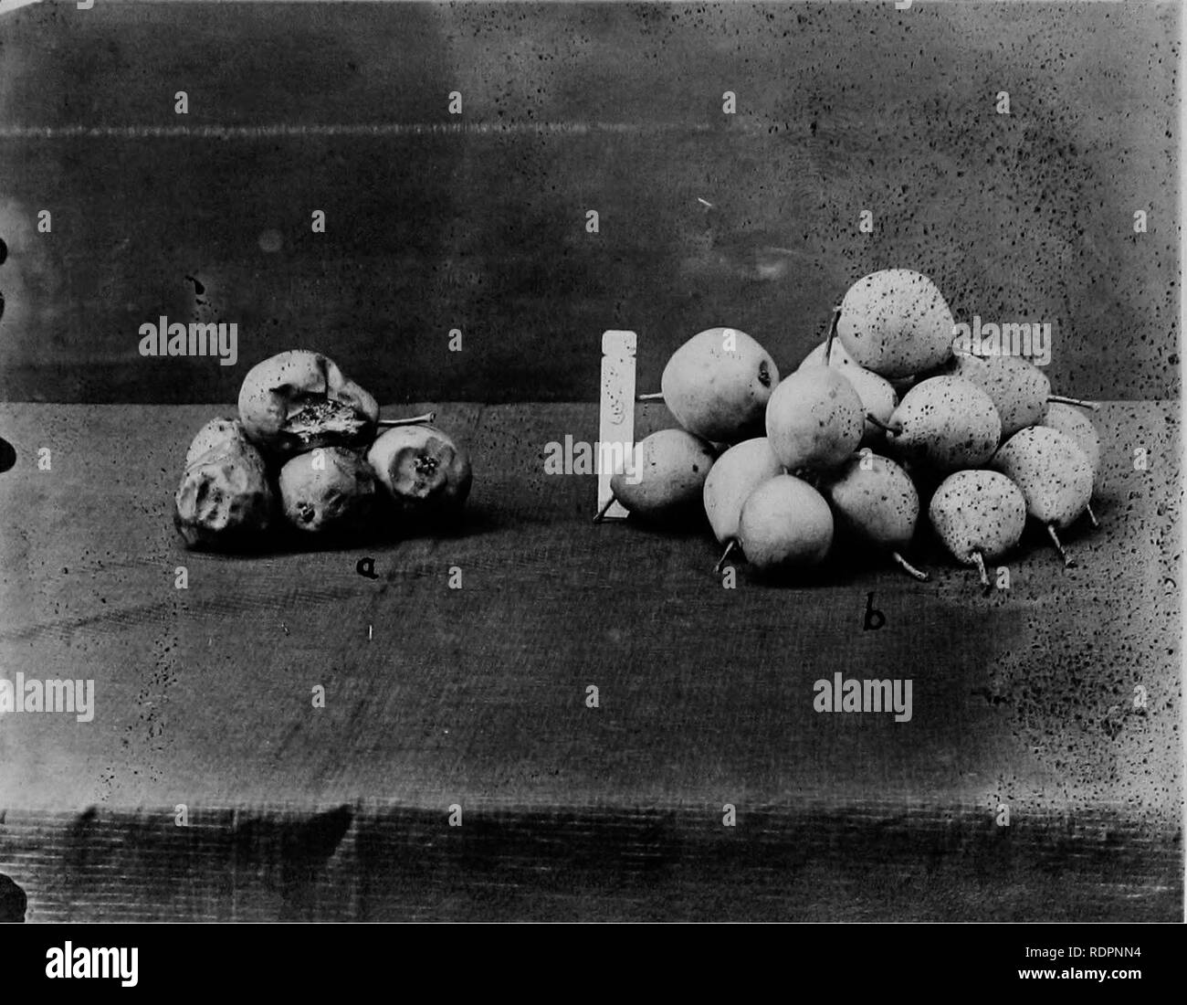 Poor fruit storage Black and White Stock Photos & Images - Alamy