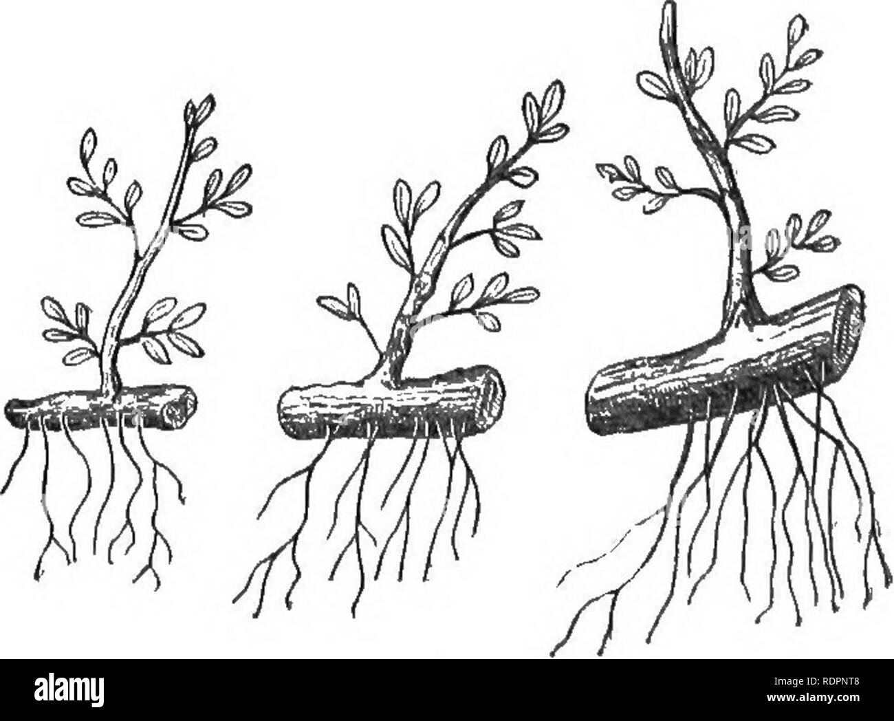 Crop reports Cut Out Stock Images & Pictures - Alamy