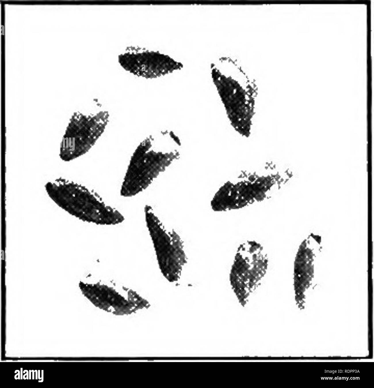 Wormseed Black and White Stock Photos & Images - Alamy