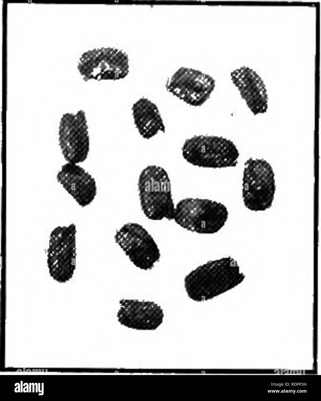 . A guide to the poisonous plants and weed seeds of Canada and the ...