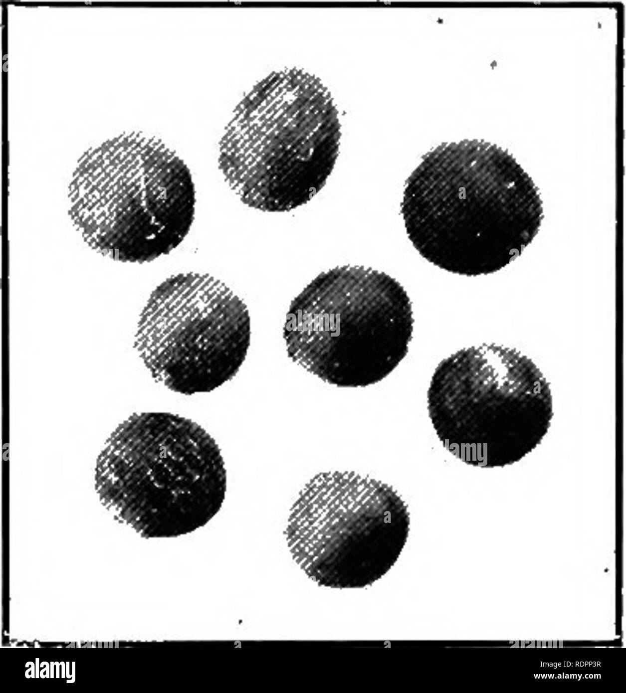 Mustard seeds Black and White Stock Photos & Images - Alamy