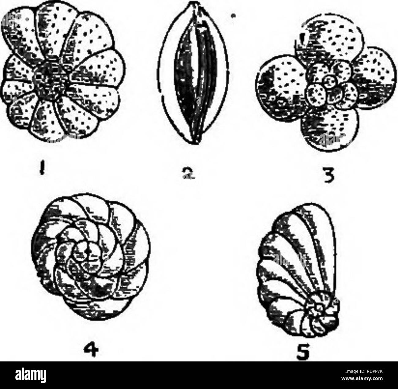 Bulloides foraminifera hi-res stock photography and images - Alamy