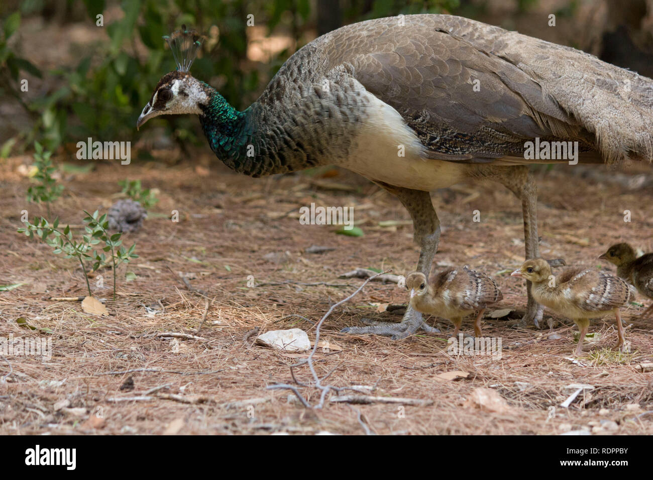 Peacock peahen peafowl chicks hi-res stock photography and images - Alamy