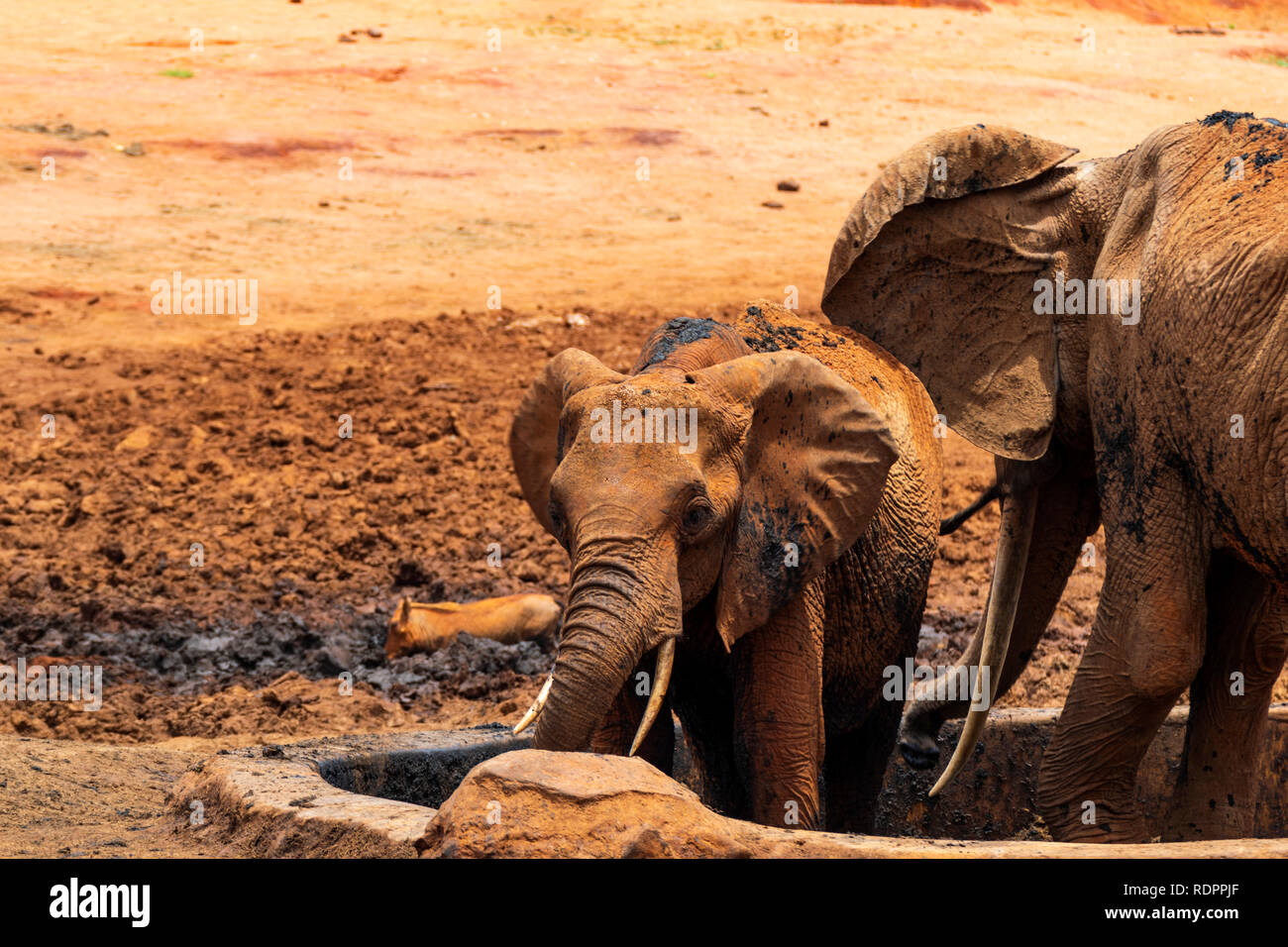 Funny baby elephant taking a mud bad in the savannah on a very hot day ...