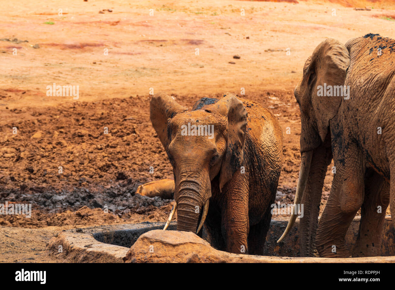 Funny baby elephant hi-res stock photography and images - Alamy