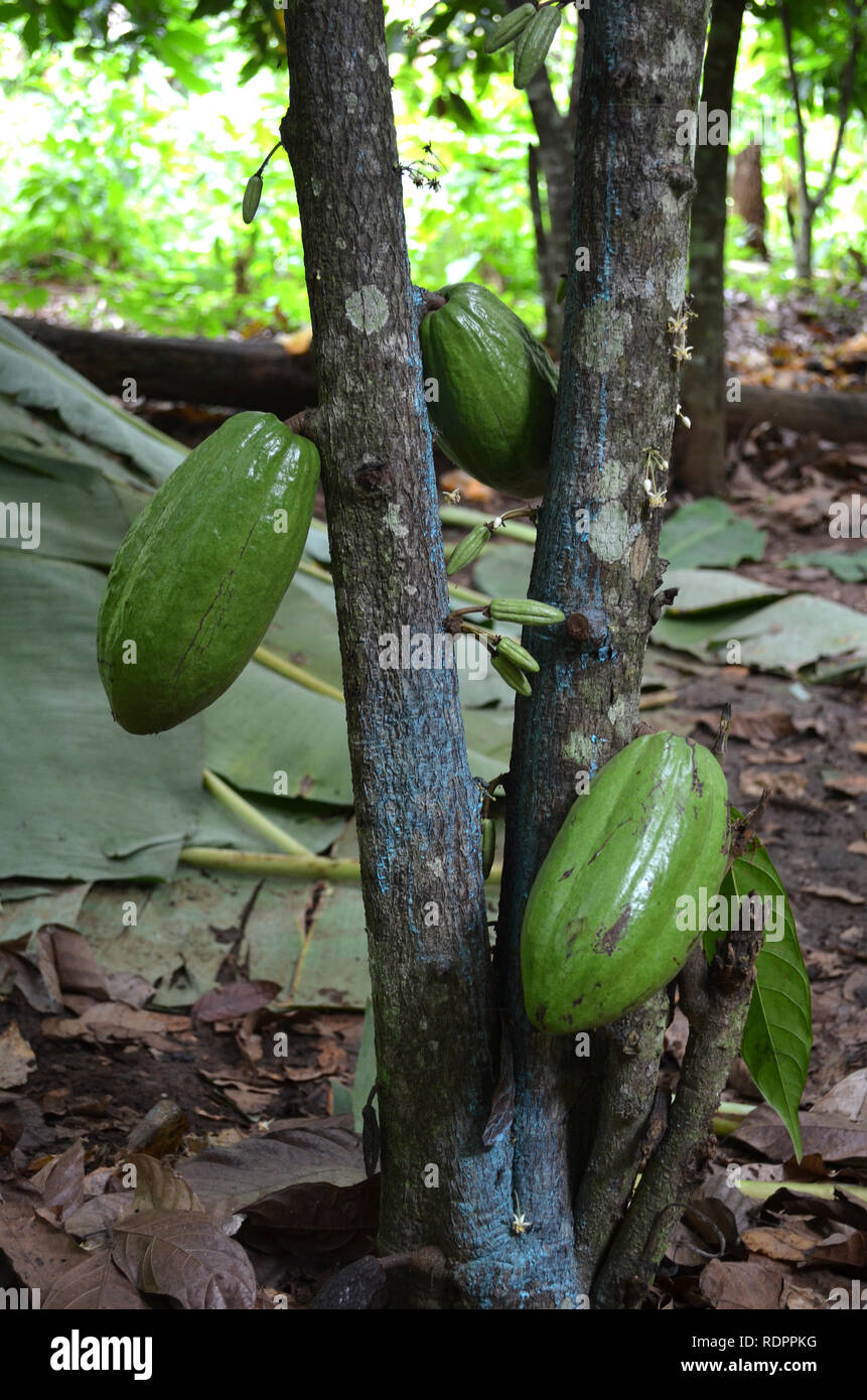 Large and small cacao pods hi-res stock photography and images - Alamy