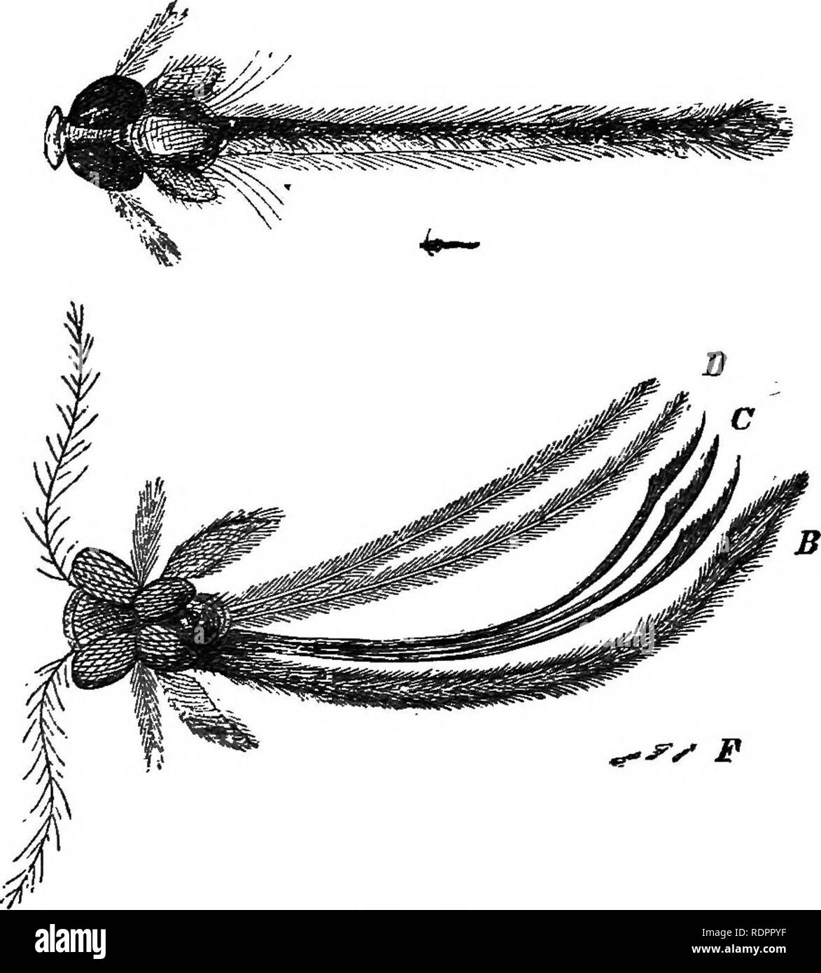 Drowning insects Black and White Stock Photos & Images - Alamy