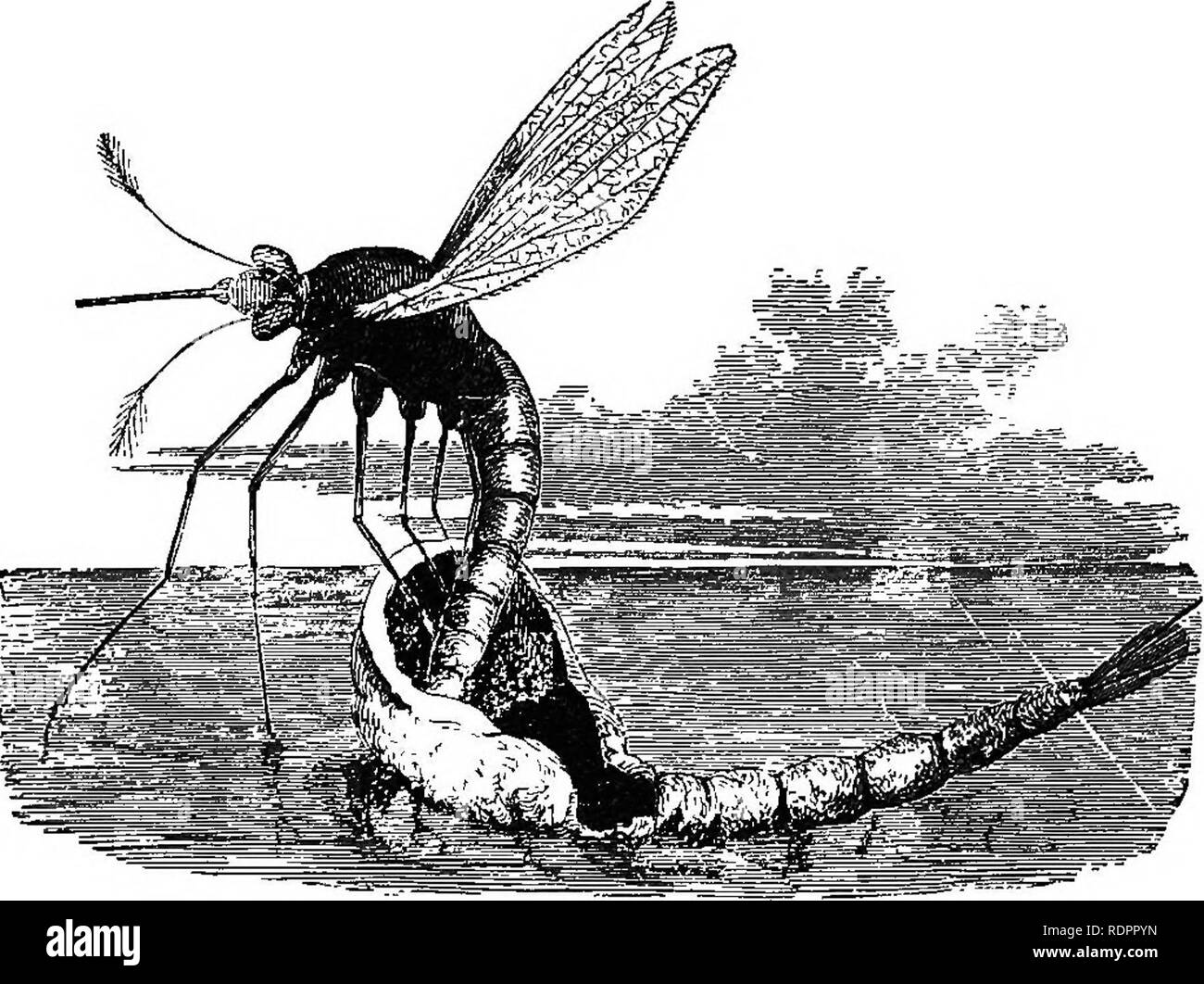 Musquito Black and White Stock Photos & Images - Alamy