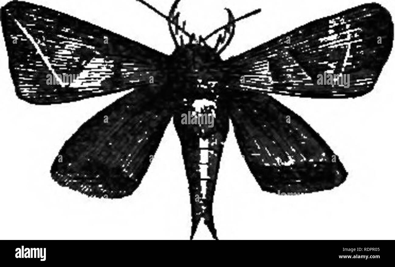 . Natural history. For the use of schools and families. Zoology. Fig ...