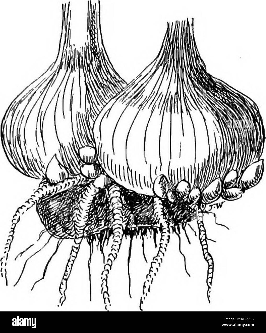 corms plants examples