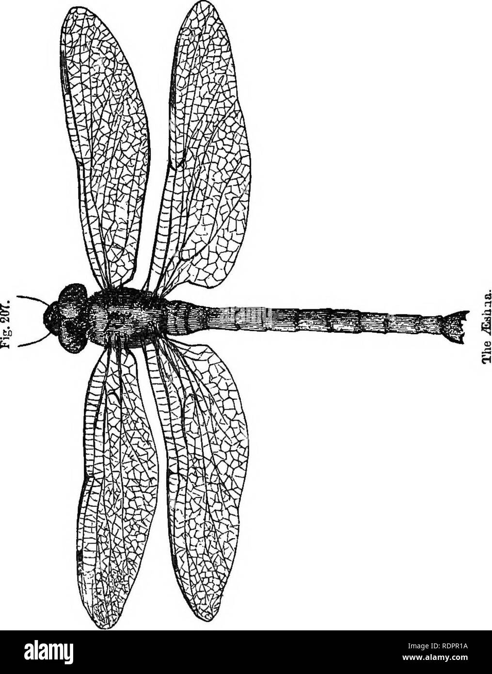 Dragon end Black and White Stock Photos & Images - Alamy