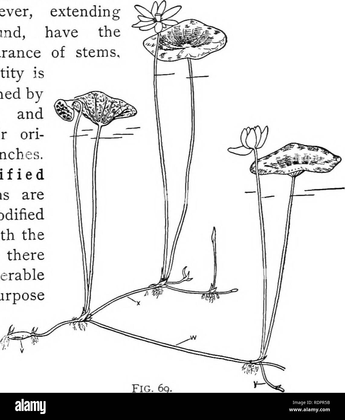 Modified Specialized Stems
