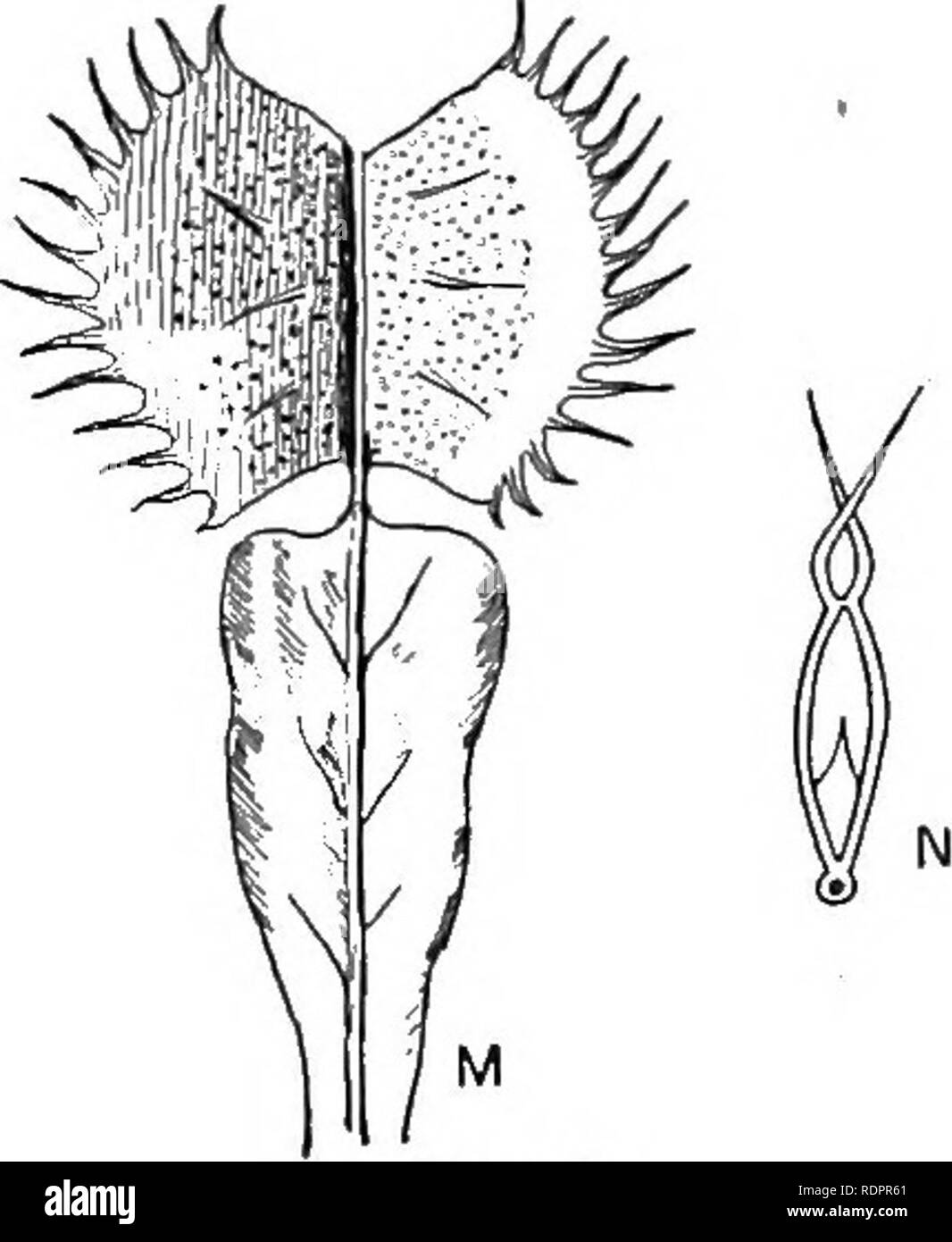 Venus Fly Trap Diagram Labeled