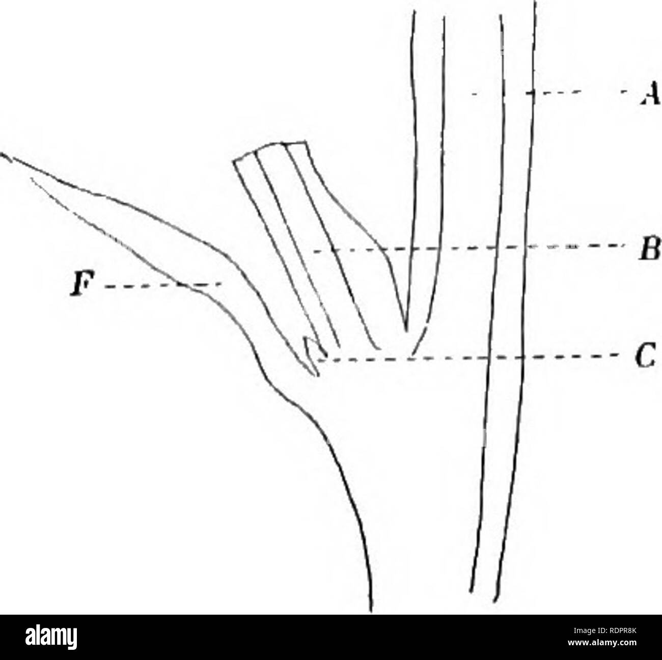 Lateral shoots Cut Out Stock Images & Pictures - Alamy