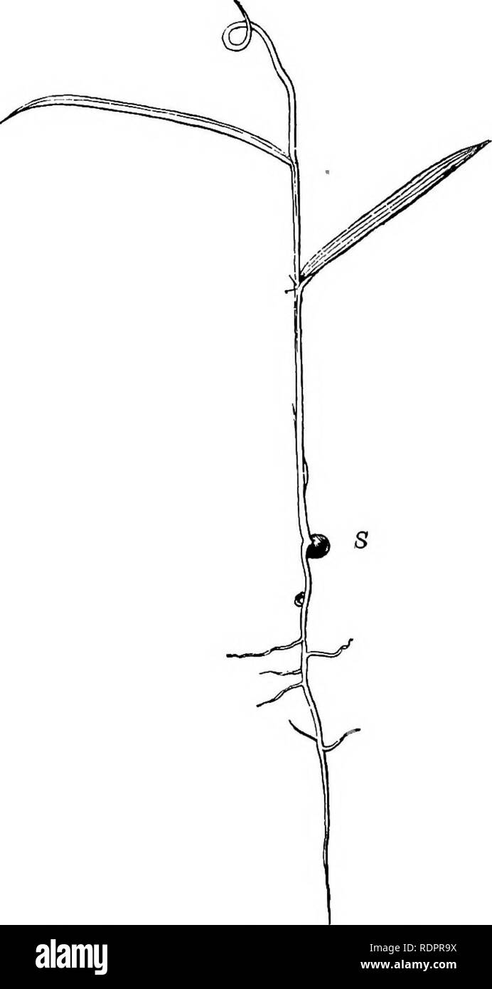 Pod bursts hi-res stock photography and images - Alamy