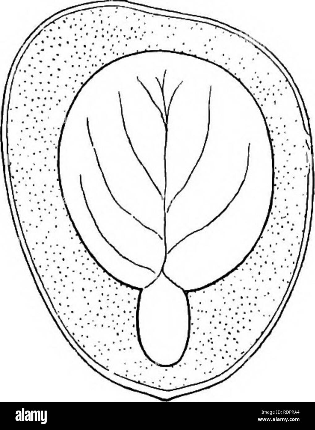 . Notes on the life history of British flowering plants. Botany; Plant ...