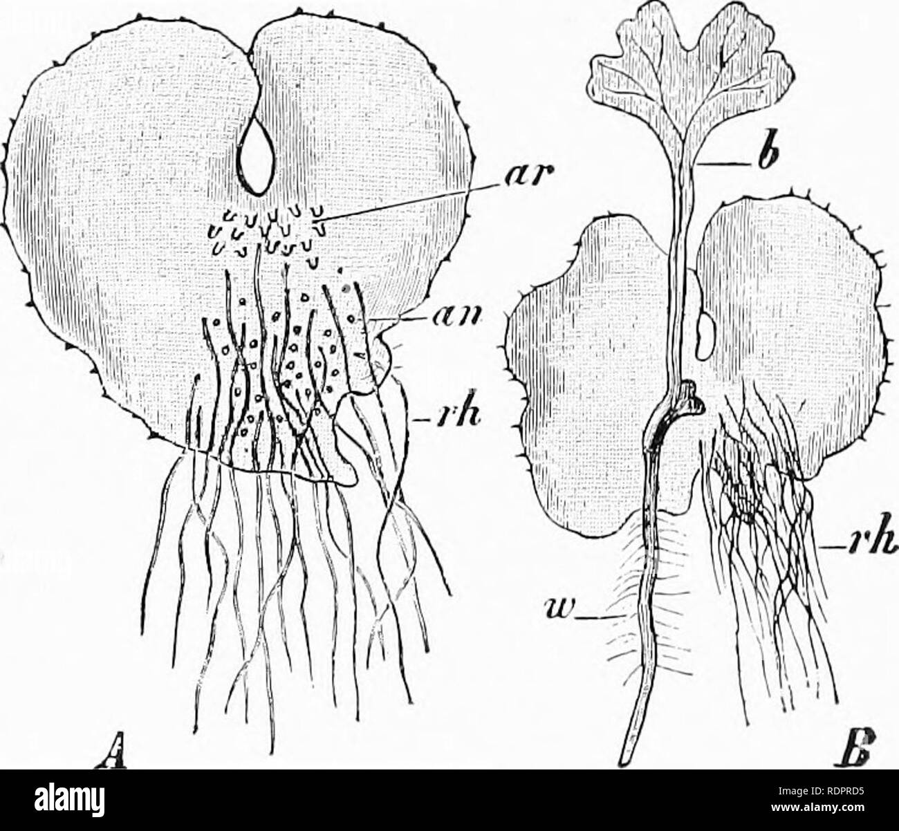 . Plants; a text-book of botany. Botany. 130 PLANT STEUCTUEES and ...
