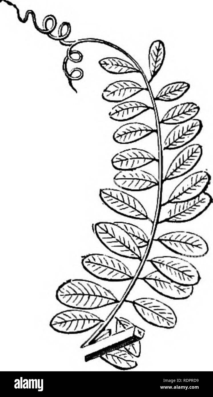 Lateral appendages Black and White Stock Photos & Images - Alamy