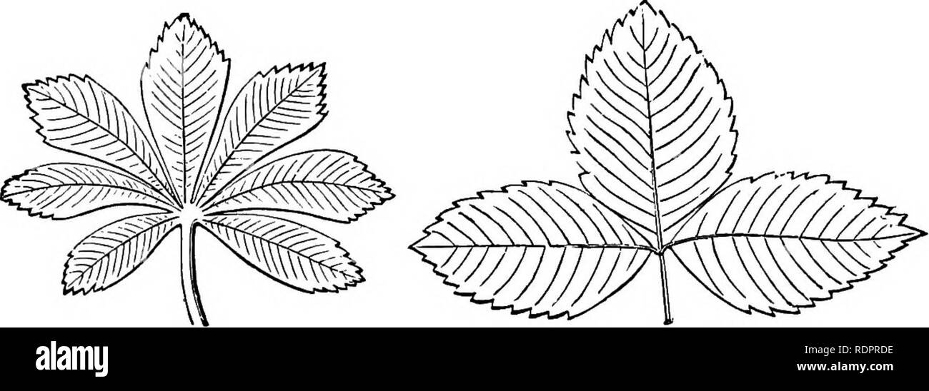 Trifoliate Compound Leaf