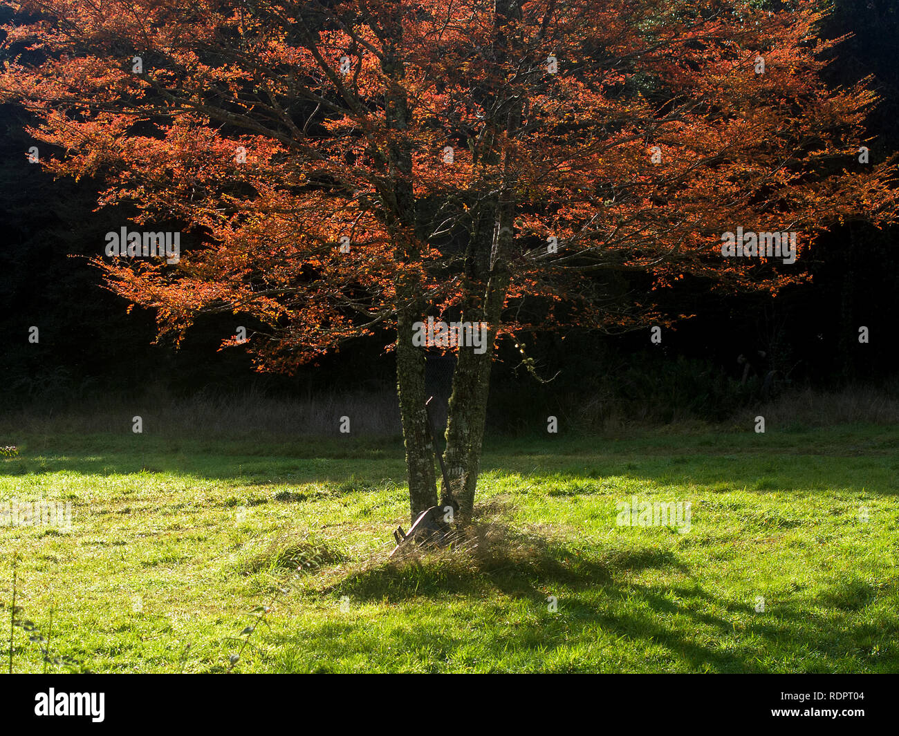 Hojas de chile hi-res stock photography and images - Alamy