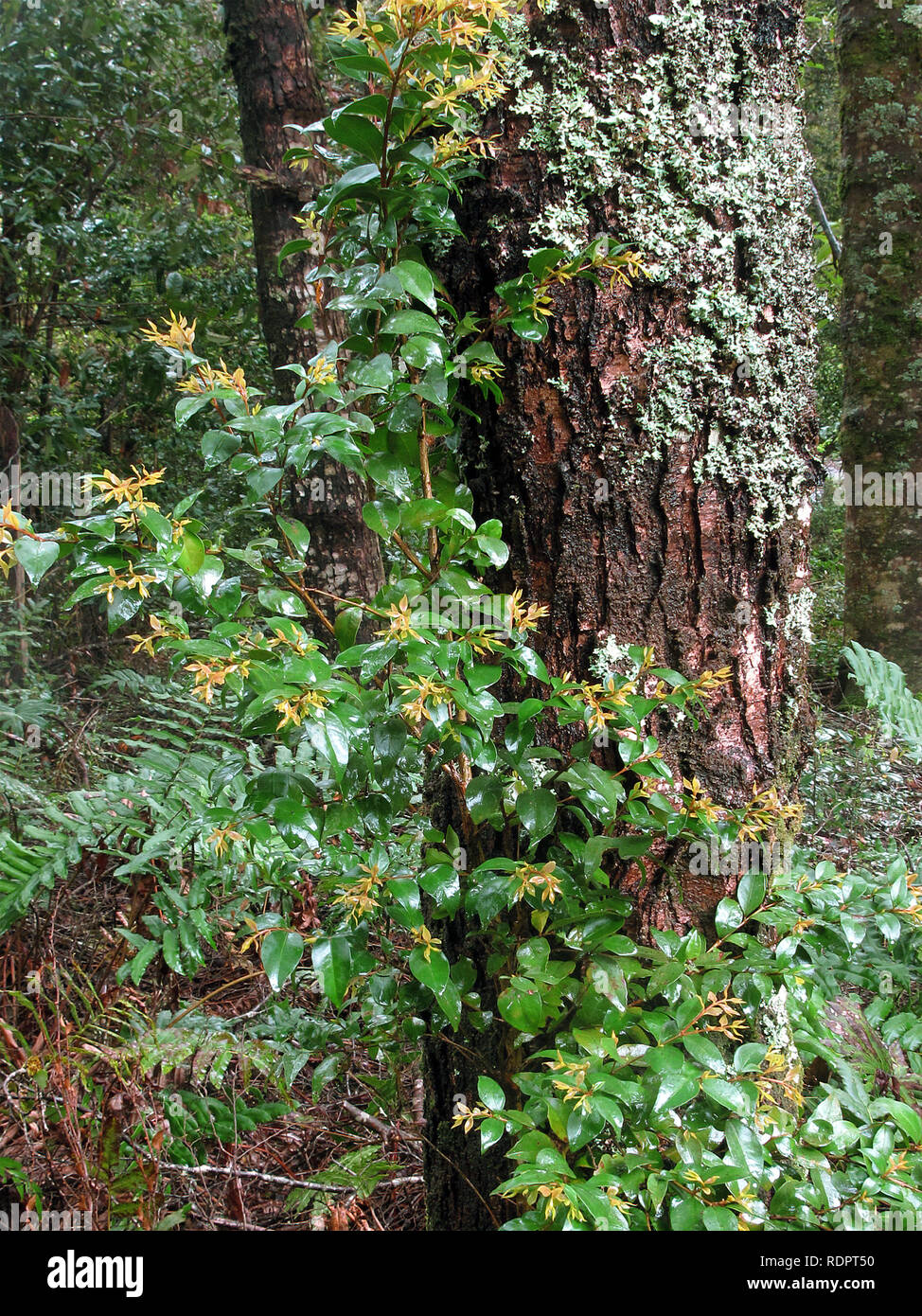 Bosque nativo hi-res stock photography and images - Alamy