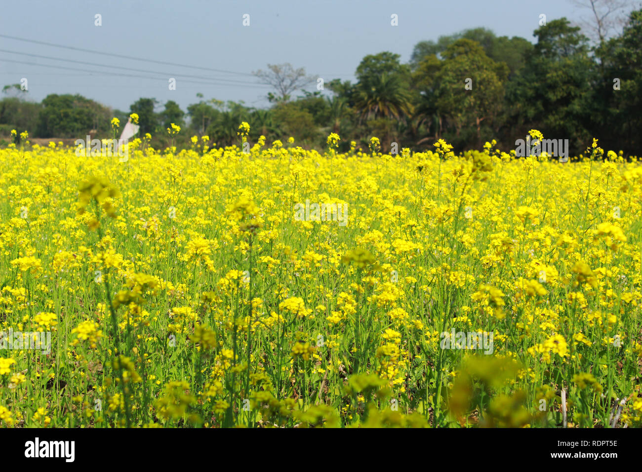 colorful mustard plant farm outdoor with bright sunlight Stock Photo ...