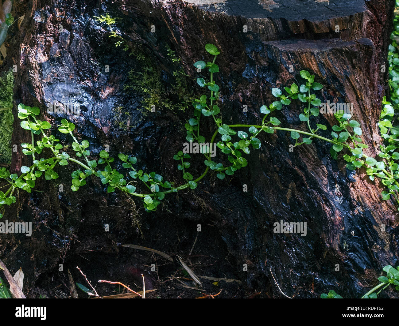 Hojas de chile hi-res stock photography and images - Alamy