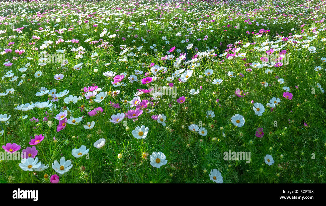 Cosmos bipinnatus flowers shine in the flower garden with colorful ...