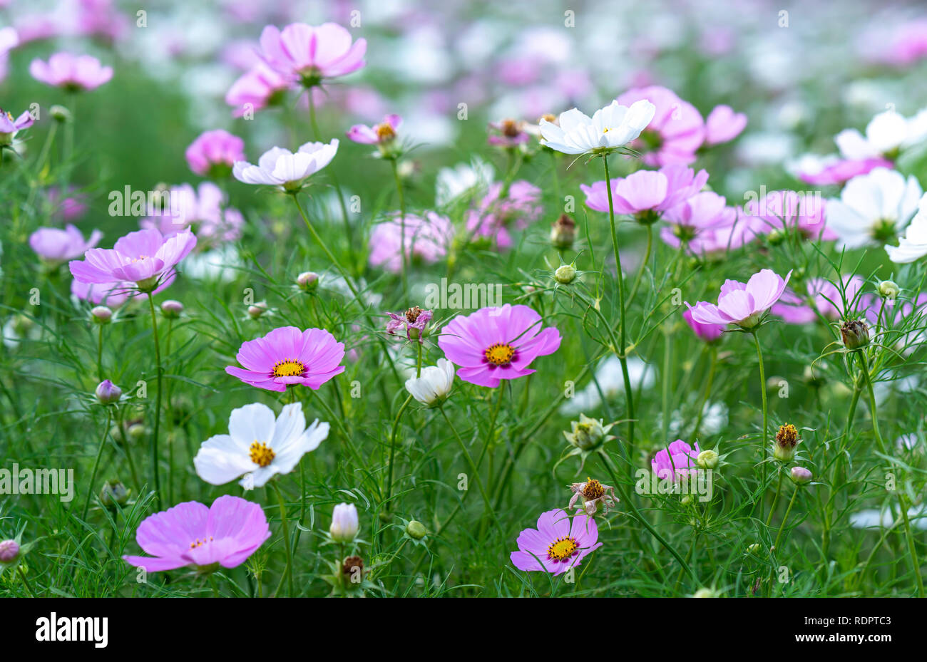 Cosmos bipinnatus flowers shine in the flower garden with colorful ...