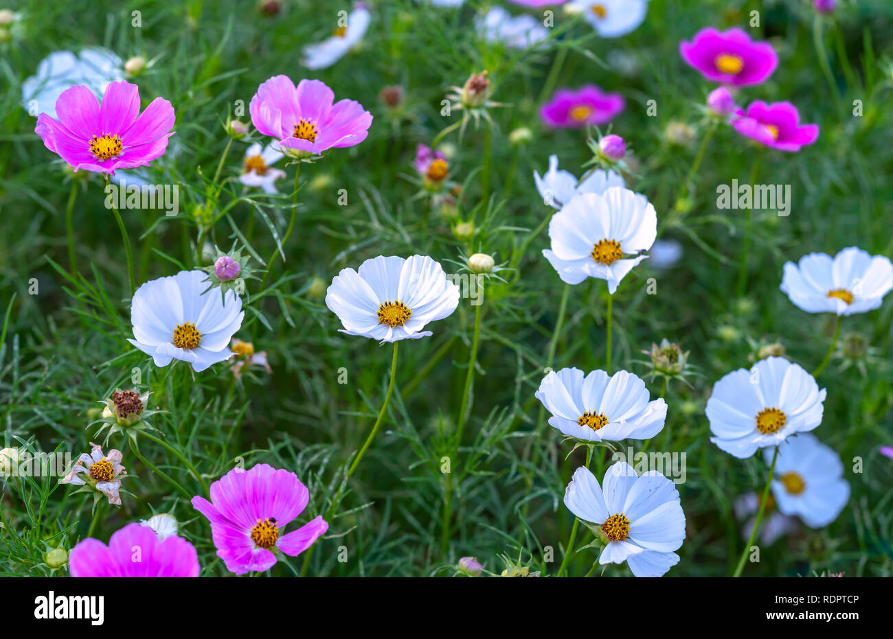 Cosmos bipinnatus flowers shine in the flower garden with colorful ...