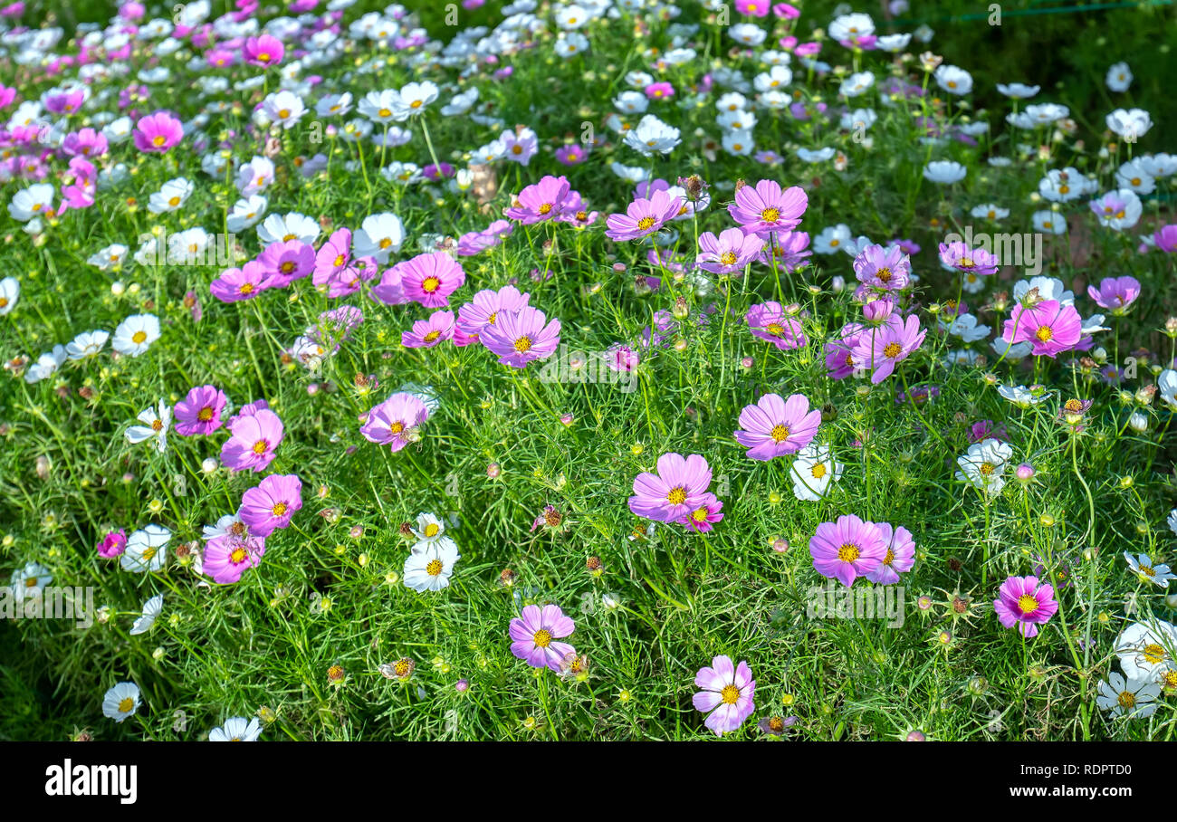 Cosmos bipinnatus flowers shine in the flower garden with colorful ...