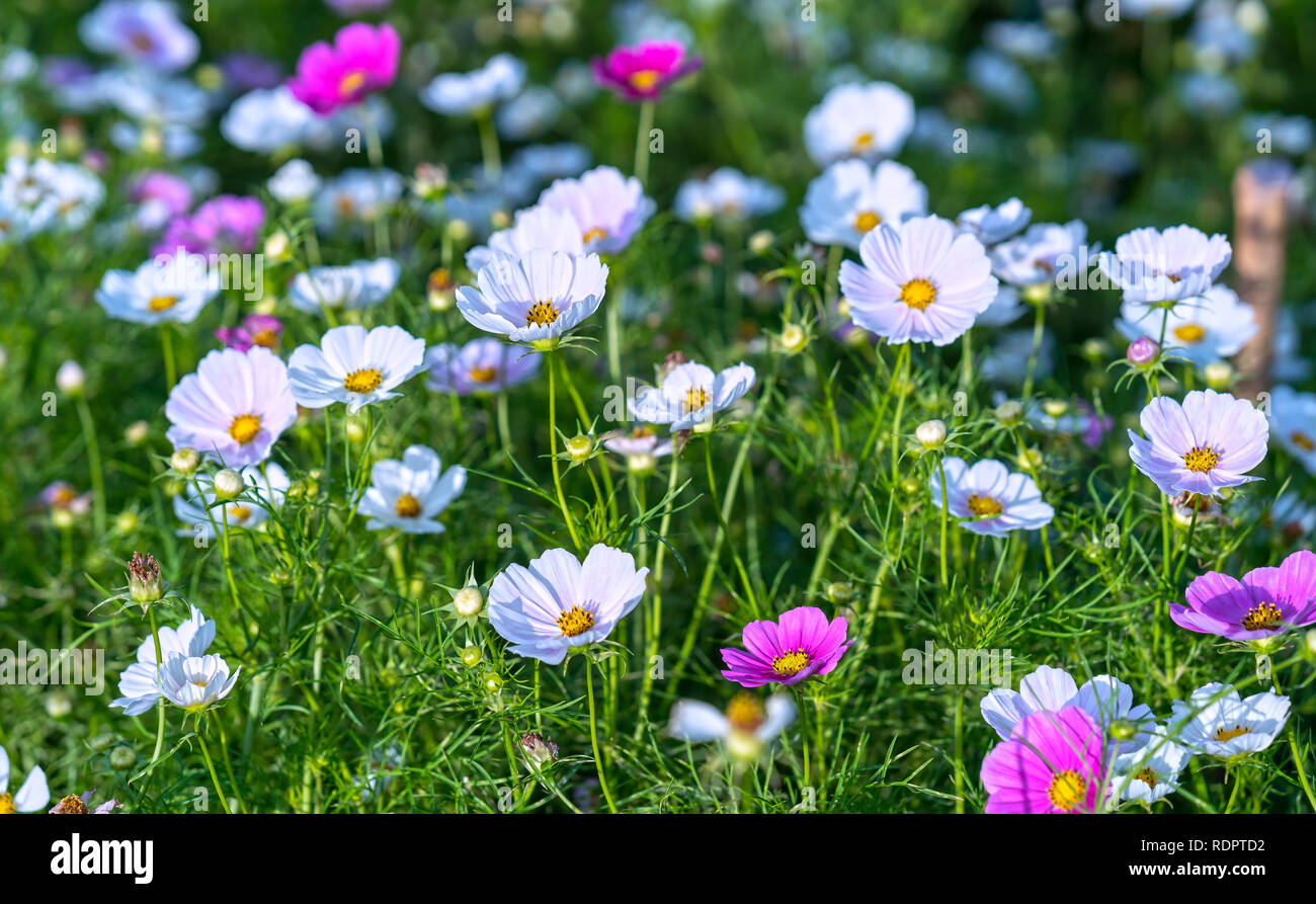 Cosmos bipinnatus flowers shine in the flower garden with colorful ...