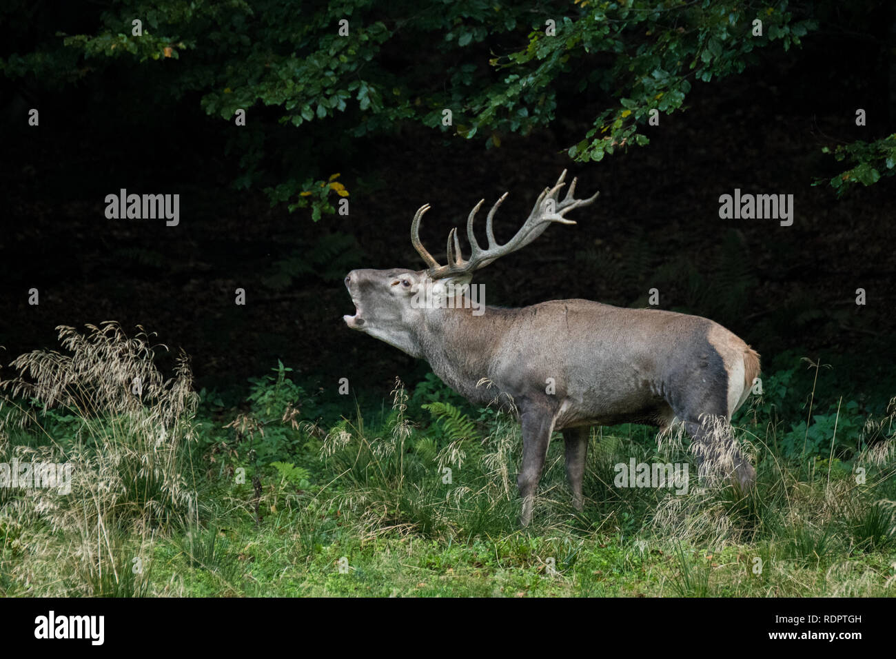Burr animal hi-res stock photography and images - Alamy