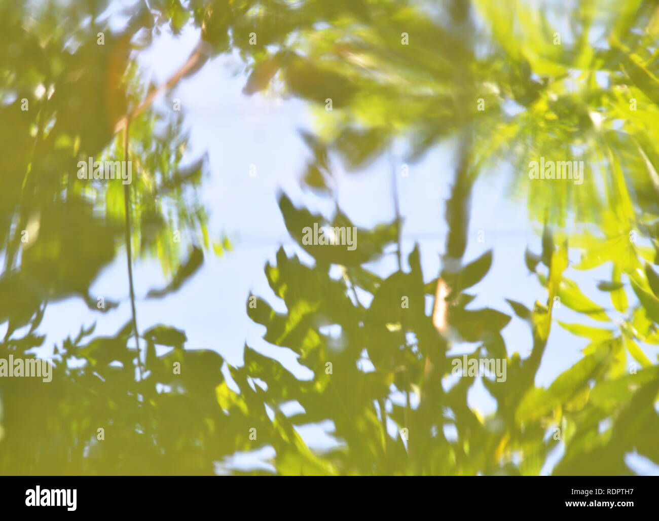 blurry of plant reflection on water surface background Stock Photo - Alamy