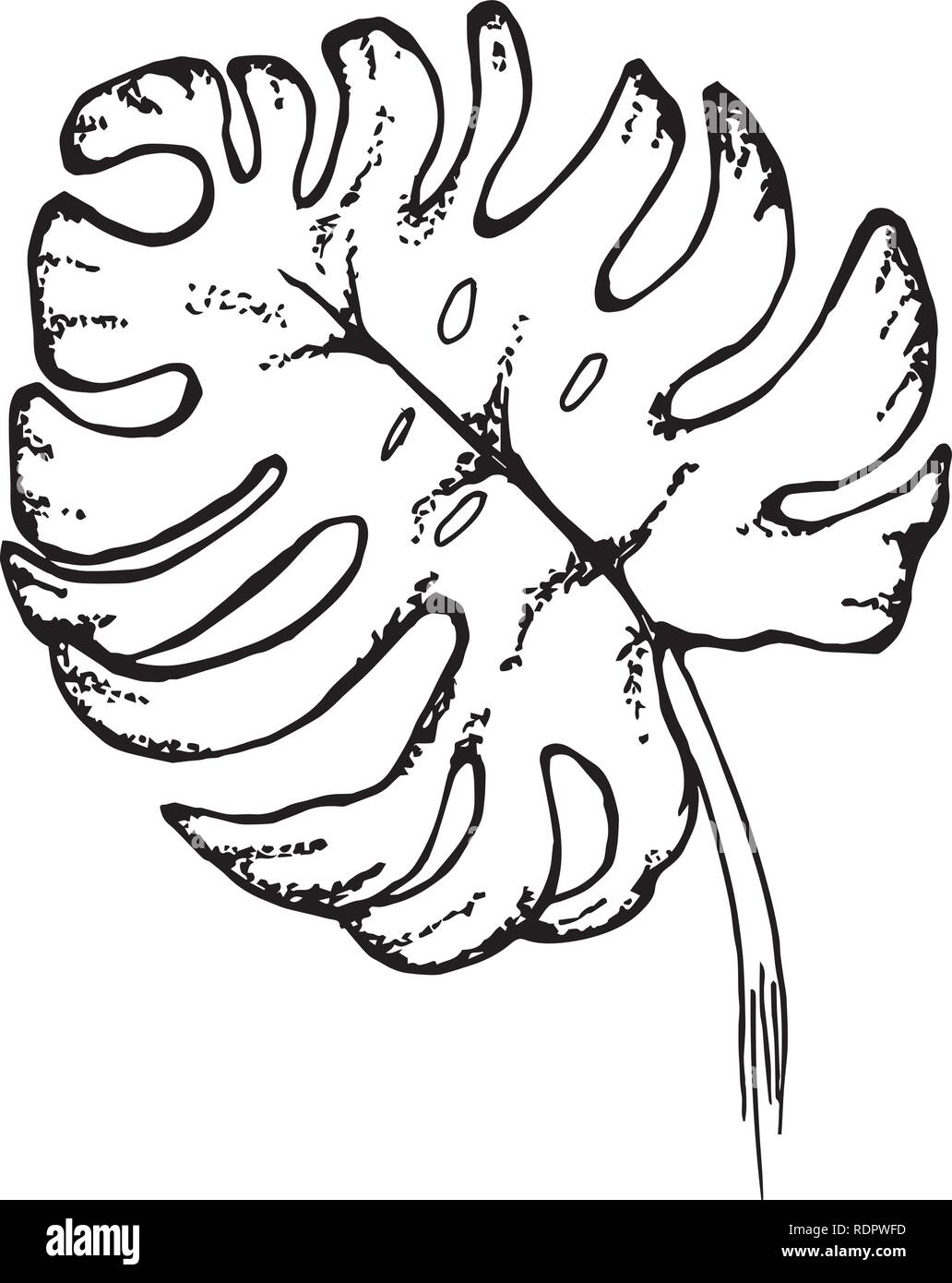 Monstera closeup Black and White Stock Photos & Images - Alamy