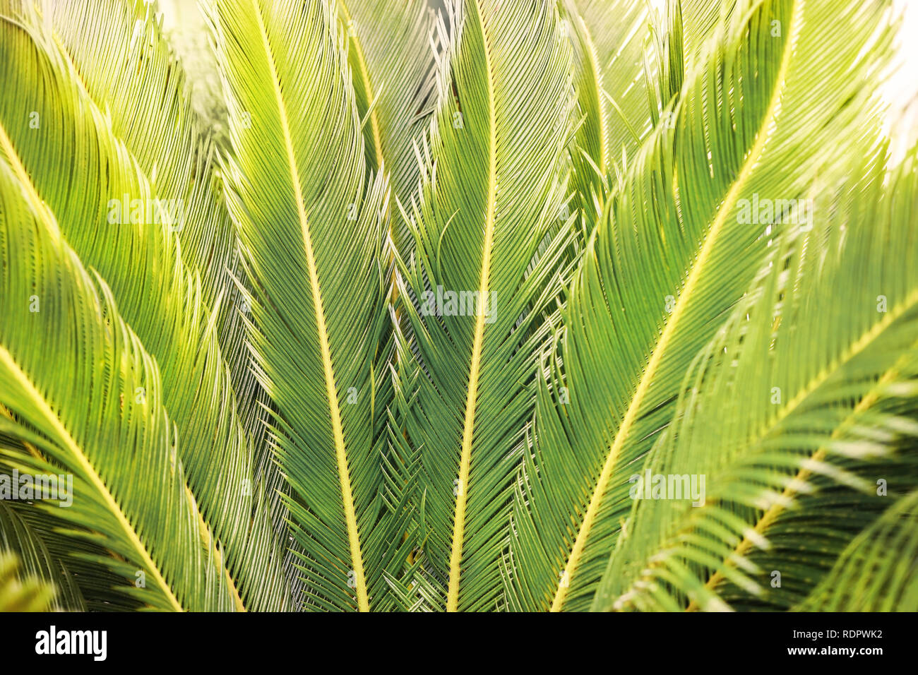 Close-up sunlit tropical natural palm leaves as background Stock Photo ...