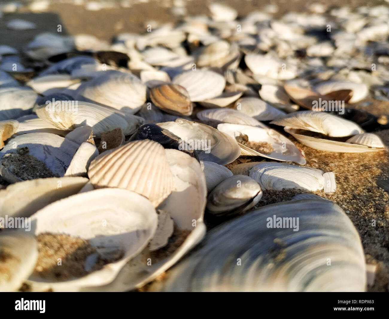 Beautiful seashells hi-res stock photography and images - Alamy