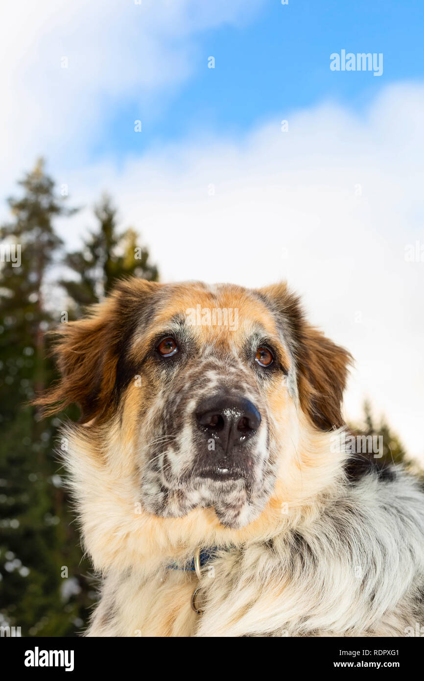 Dog head portrait, trees and blue sky, copy space Stock Photo - Alamy