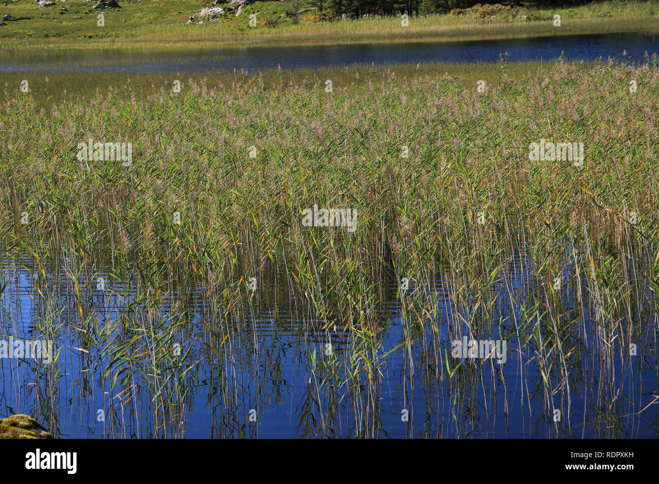 Lakeside plants hi-res stock photography and images - Alamy
