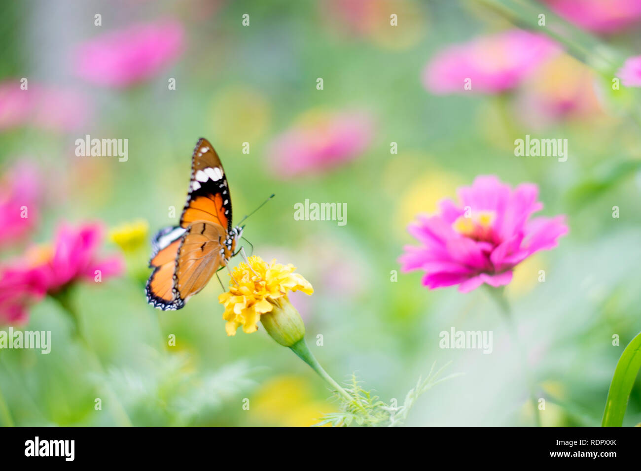Beautiful butterfly in the flower garden Stock Photo - Alamy