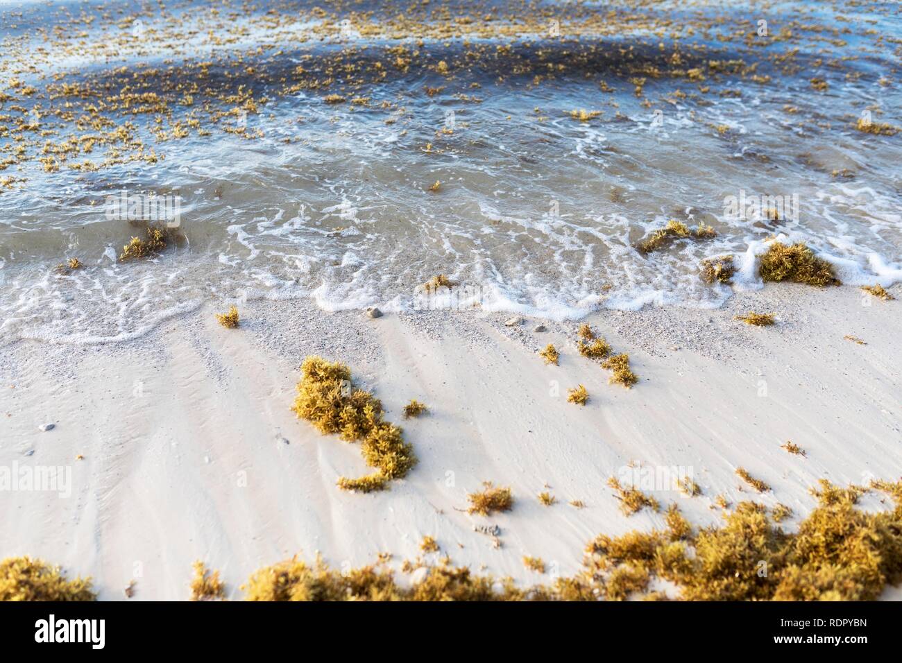 Sargassum seaweed, a genus of brown (class Phaeophyceae) macroalgae ...