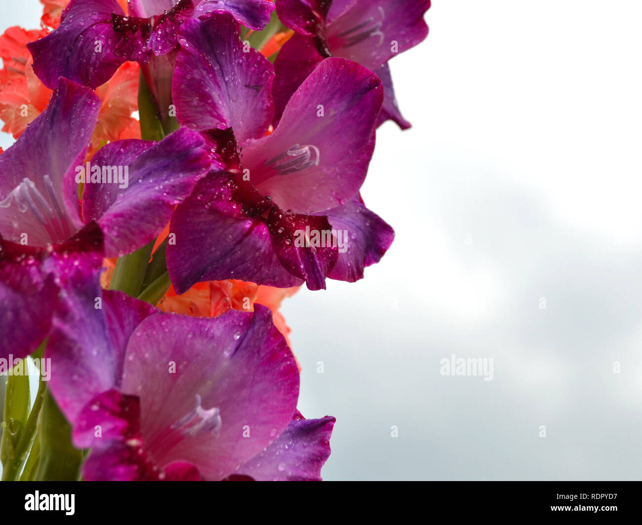 Purple gladiolus hi-res stock photography and images - Alamy