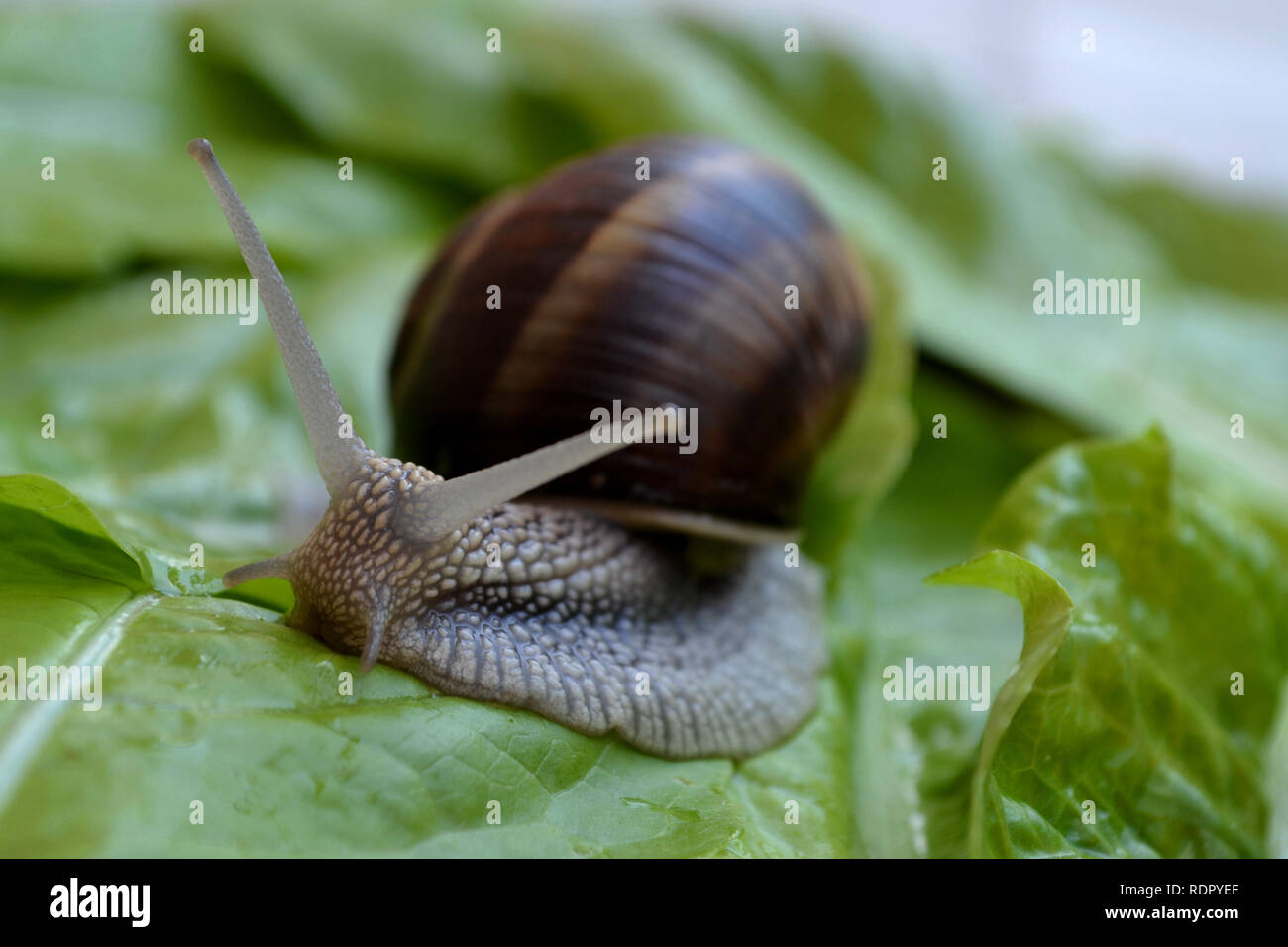 Snail lettuce hi-res stock photography and images - Alamy