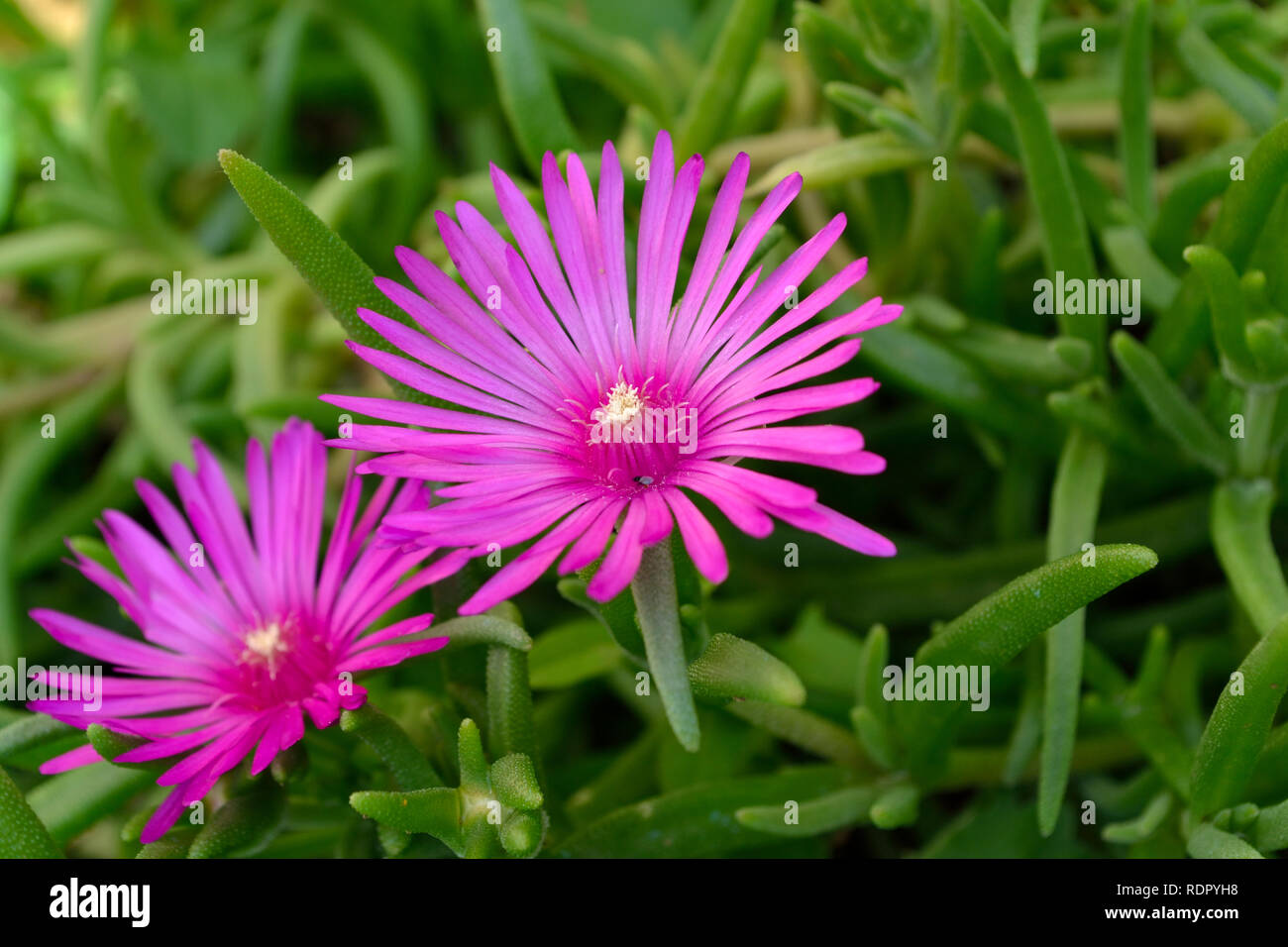 Hardy Ice Plant Stock Photos & Hardy Ice Plant Stock Images - Alamy