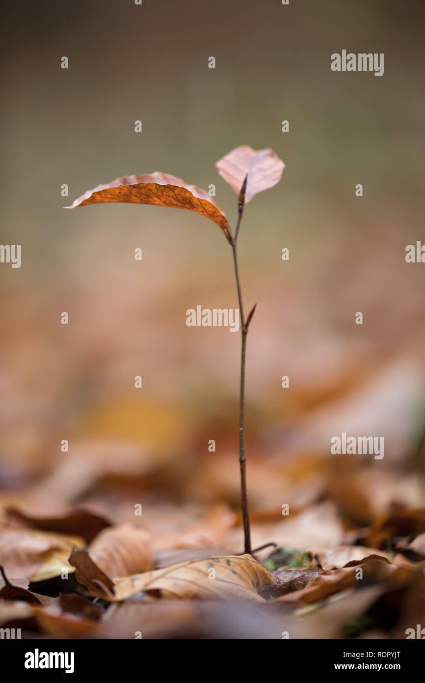 Beech tree sapling hi-res stock photography and images - Alamy