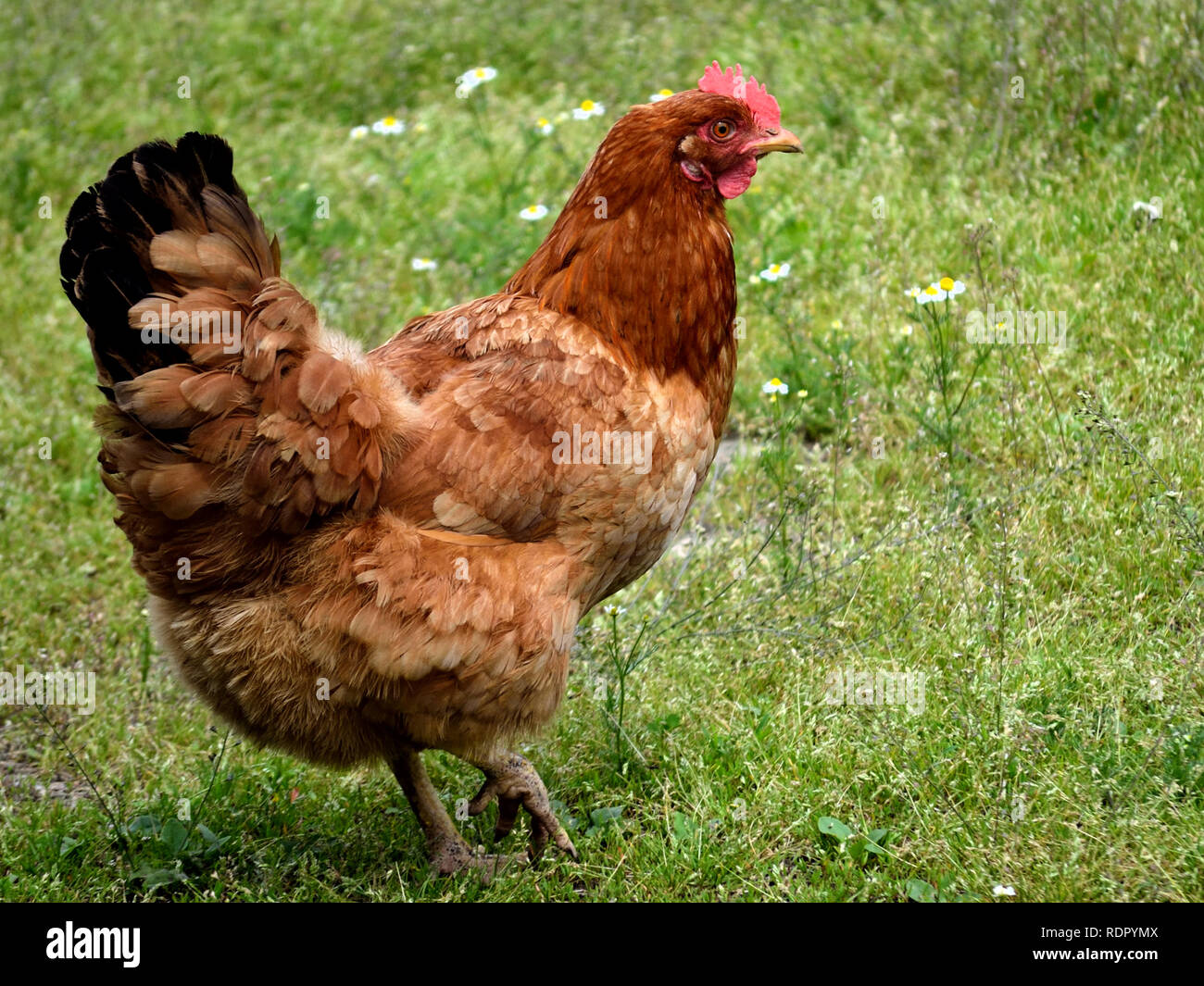 Free rang poultry - Hen on grass, Gallus gallus domesticus Stock Photo ...