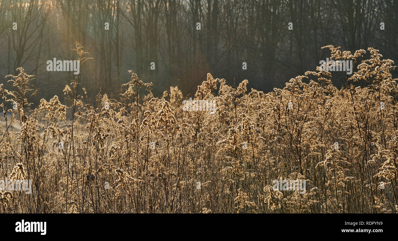 Dry plants and sunrise Stock Photo - Alamy