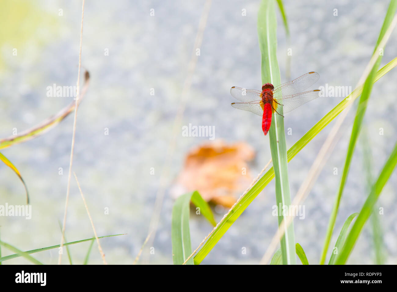 Dragonfly straw hi-res stock photography and images - Alamy